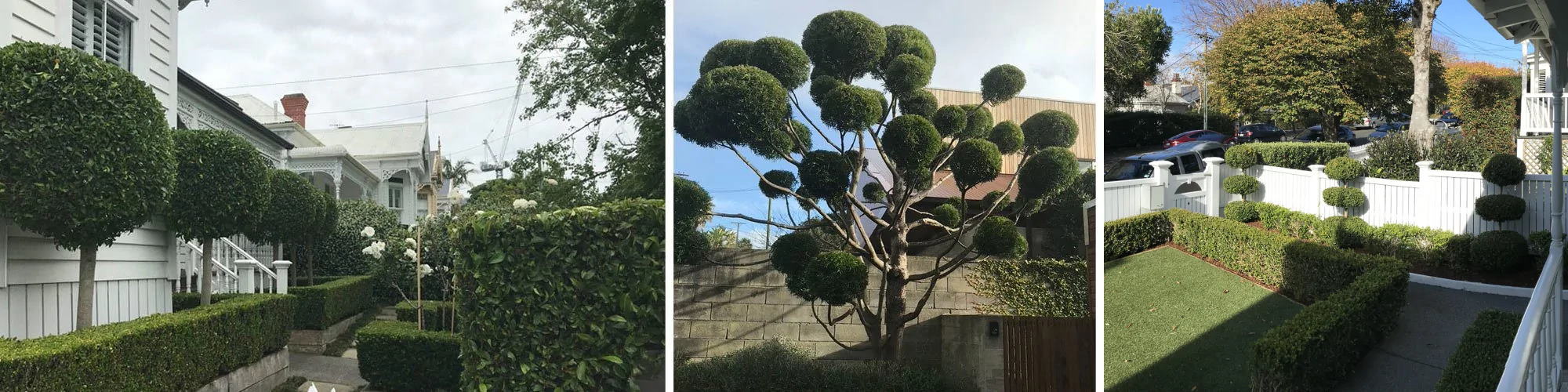Hedge Trimming Parnell | Cloud Tree Pruning Auckland Hedge Trimming Parnell | Cloud Tree Pruning Auckland