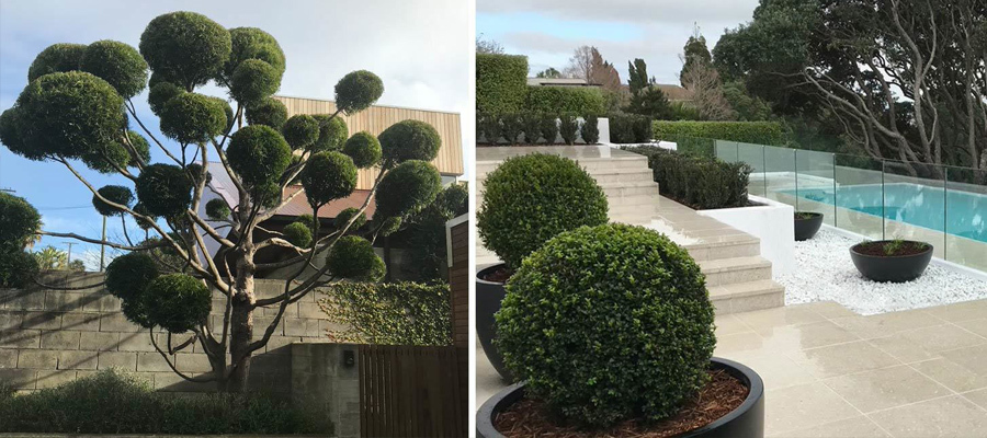 Gardener Auckland, North Shore, Herne Bay | Fine Lawns & Gardens